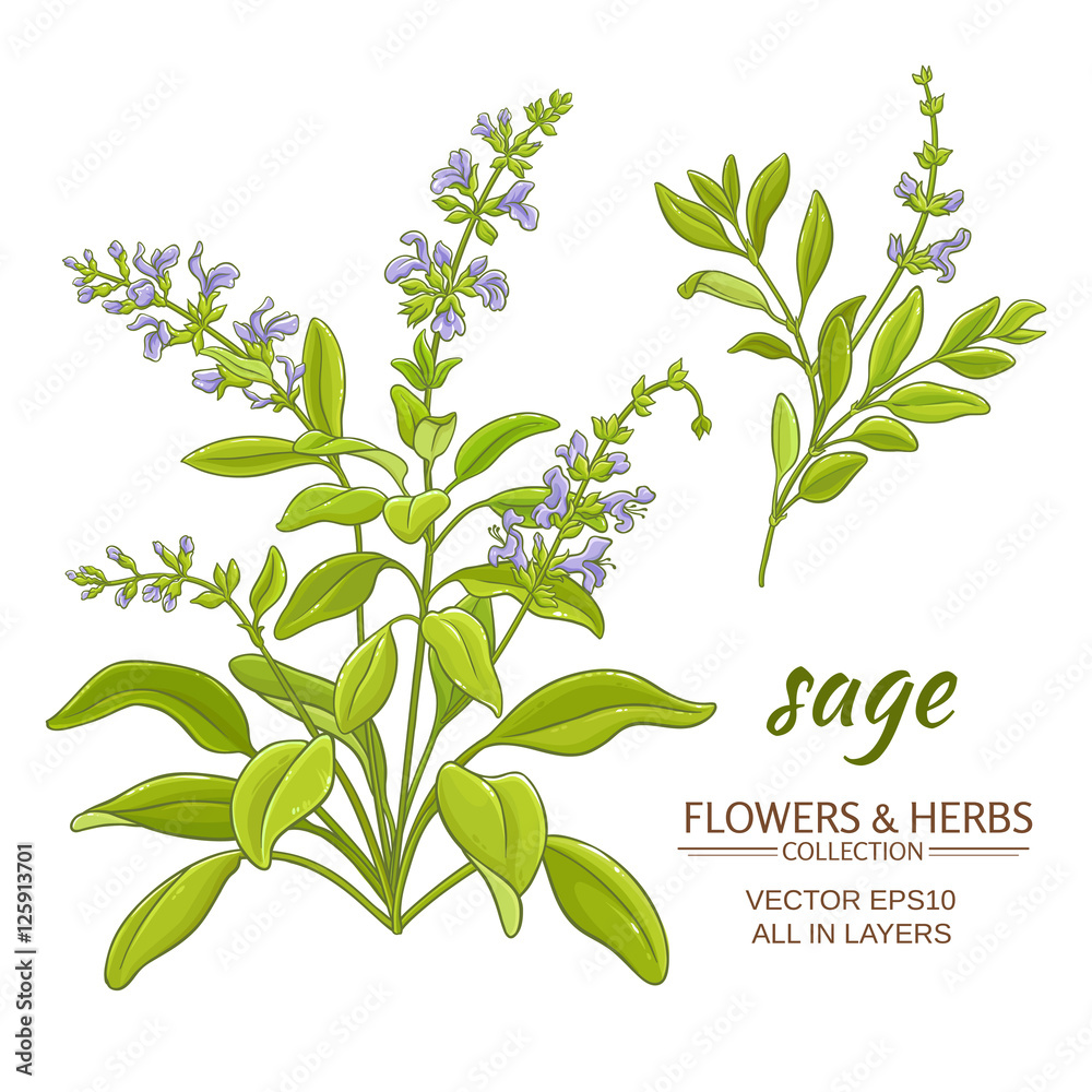 sage vector illustration Stock Vector | Adobe Stock