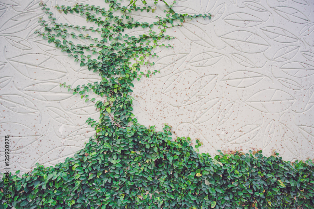 Green tree wall for closeup textured background pattern Stock Photo ...