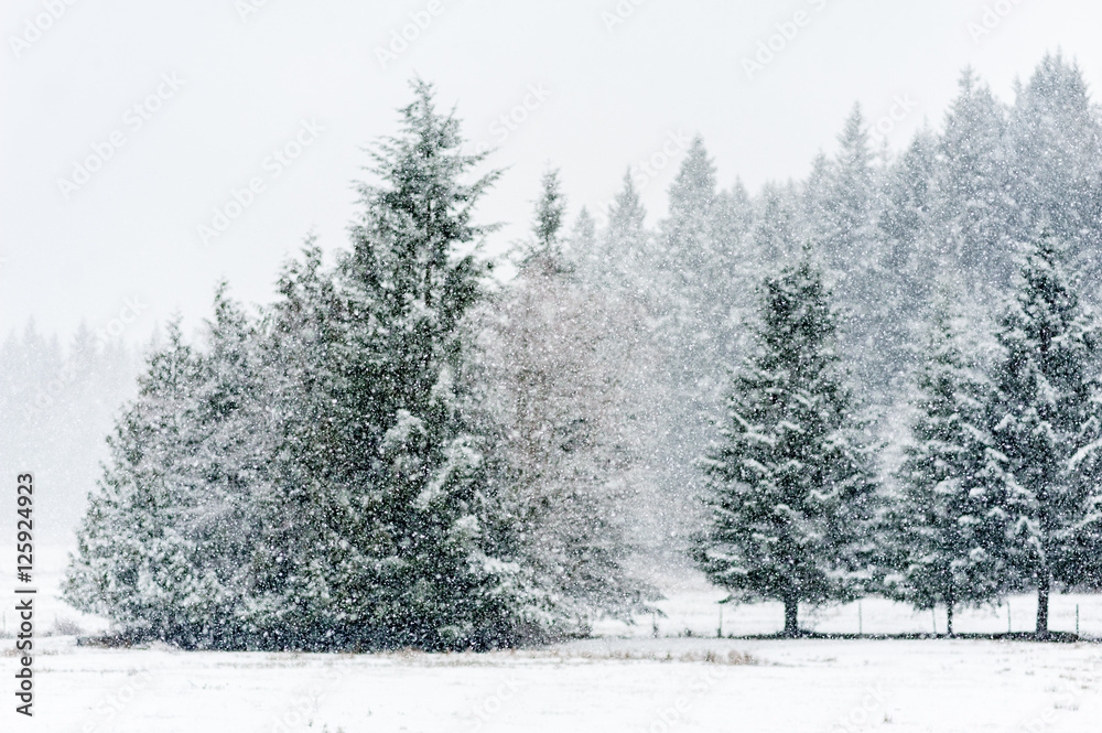 Snow falling heavily in an evergreen forest with focus on snowflakes ...