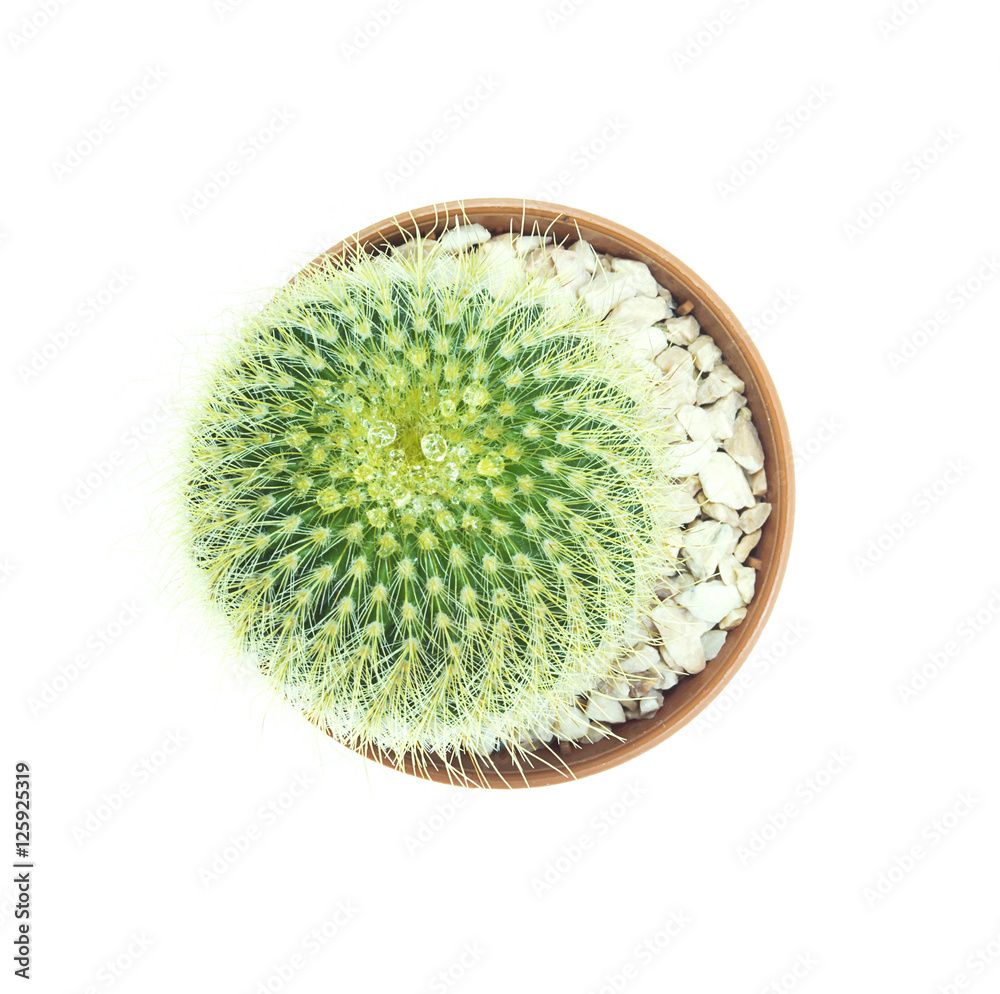Foto de Top view of small cactus pot isolated over white do Stock ...