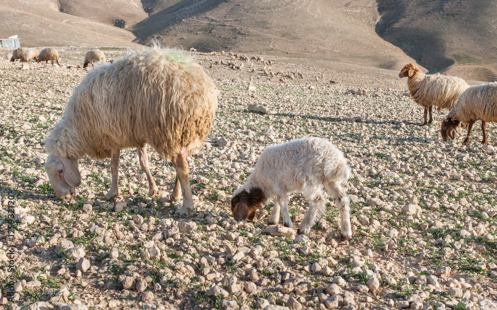 herd of sheep in Judean desert. Israel Stock Photo | Adobe Stock