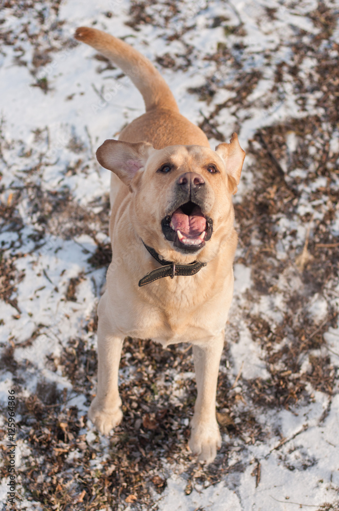 Are Labradors Territorial