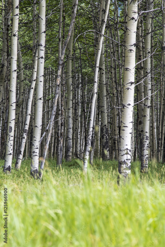 white trees in a forest foto de Stock | Adobe Stock