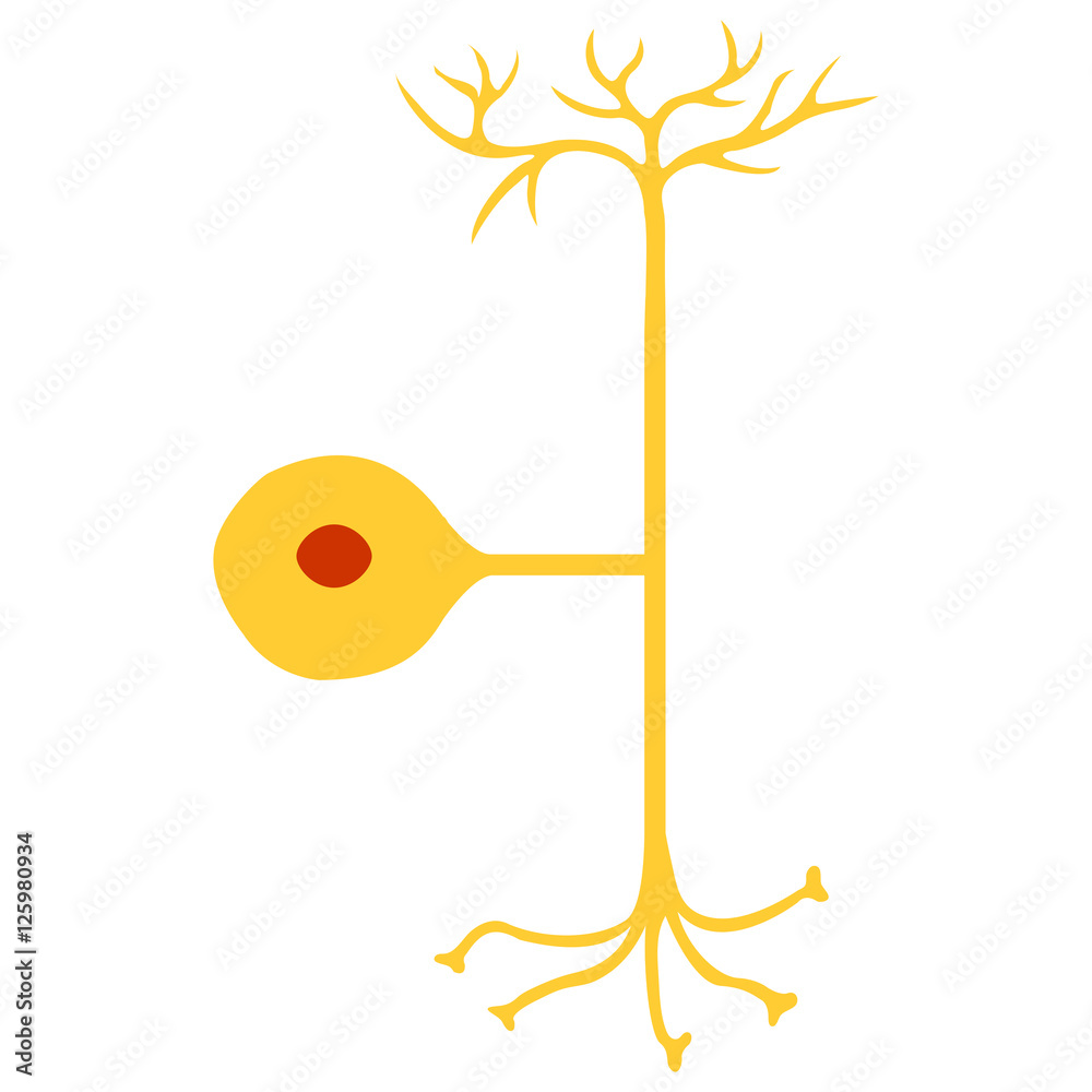 Pseudo-unipolar neuron, Nerve Cell Neuron, isolated on white background ...