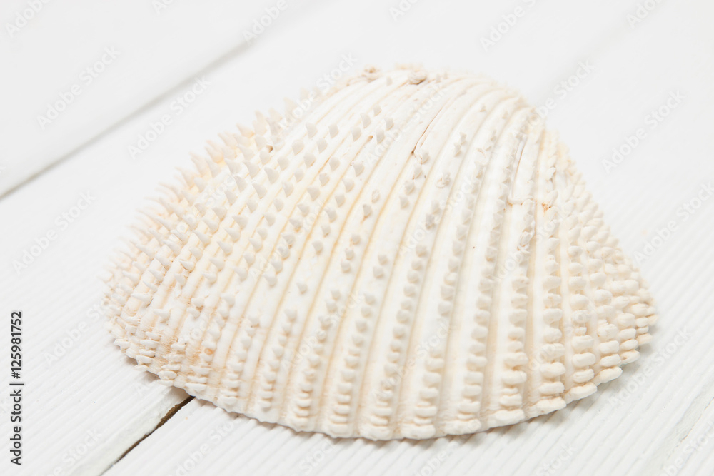 Foto Stock clam shell isolated | Adobe Stock