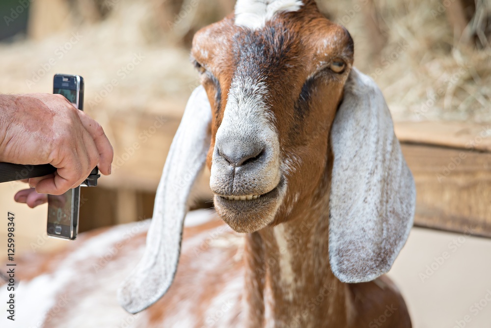 goat posing at a country farm Stock Photo | Adobe Stock