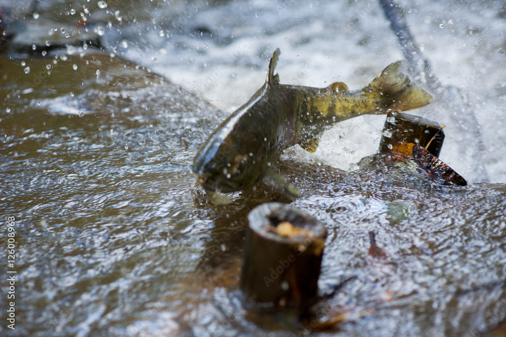 Adult spawning salmon swimming jumping upstream against current and ...