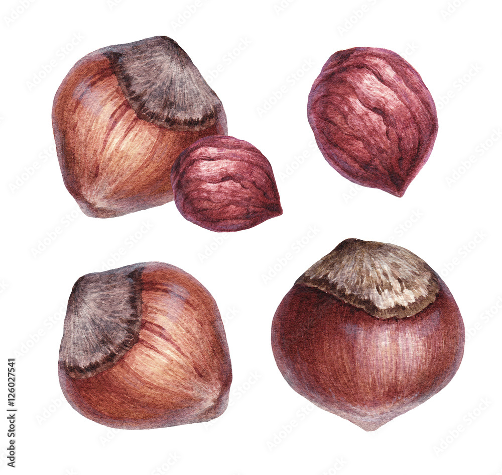 Watercolor illustrations of hazelnut Stock Illustration | Adobe Stock