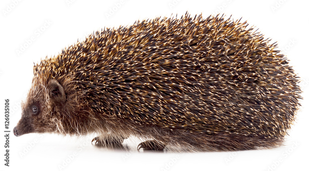 Big hedgehog. Stock Photo | Adobe Stock