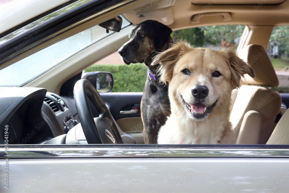 Two dogs inside car, going on a road trip Stock Photo | Adobe Stock