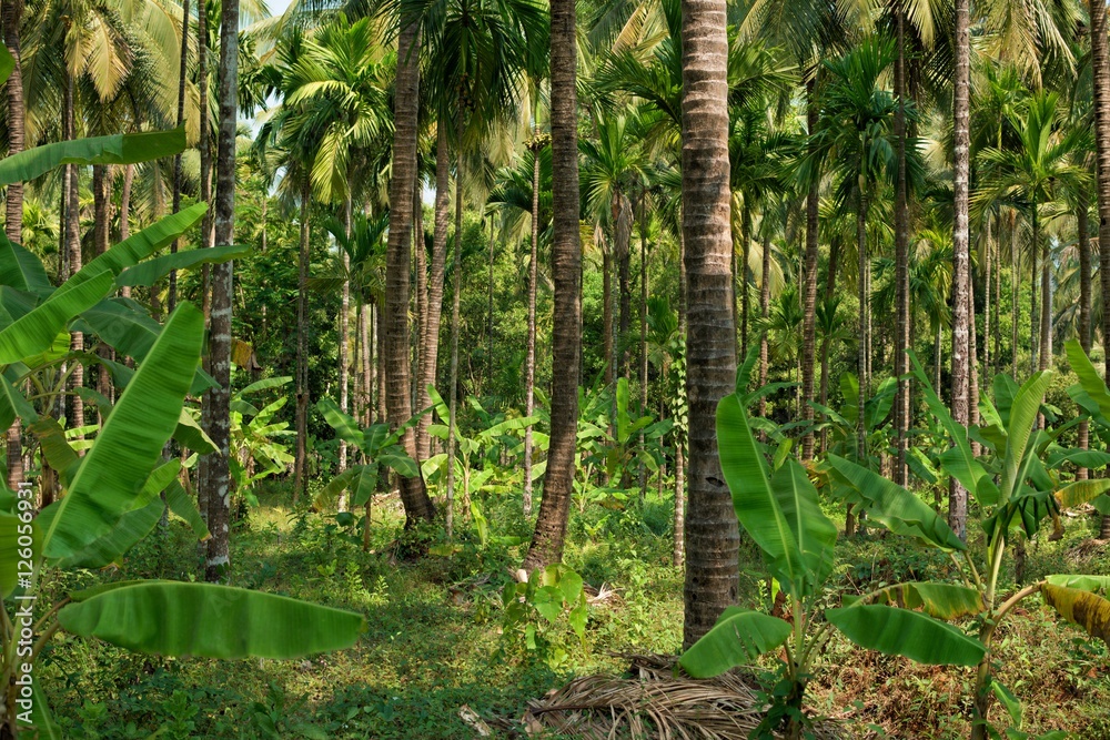green jungle of India with palm tree trunks Stock Photo | Adobe Stock