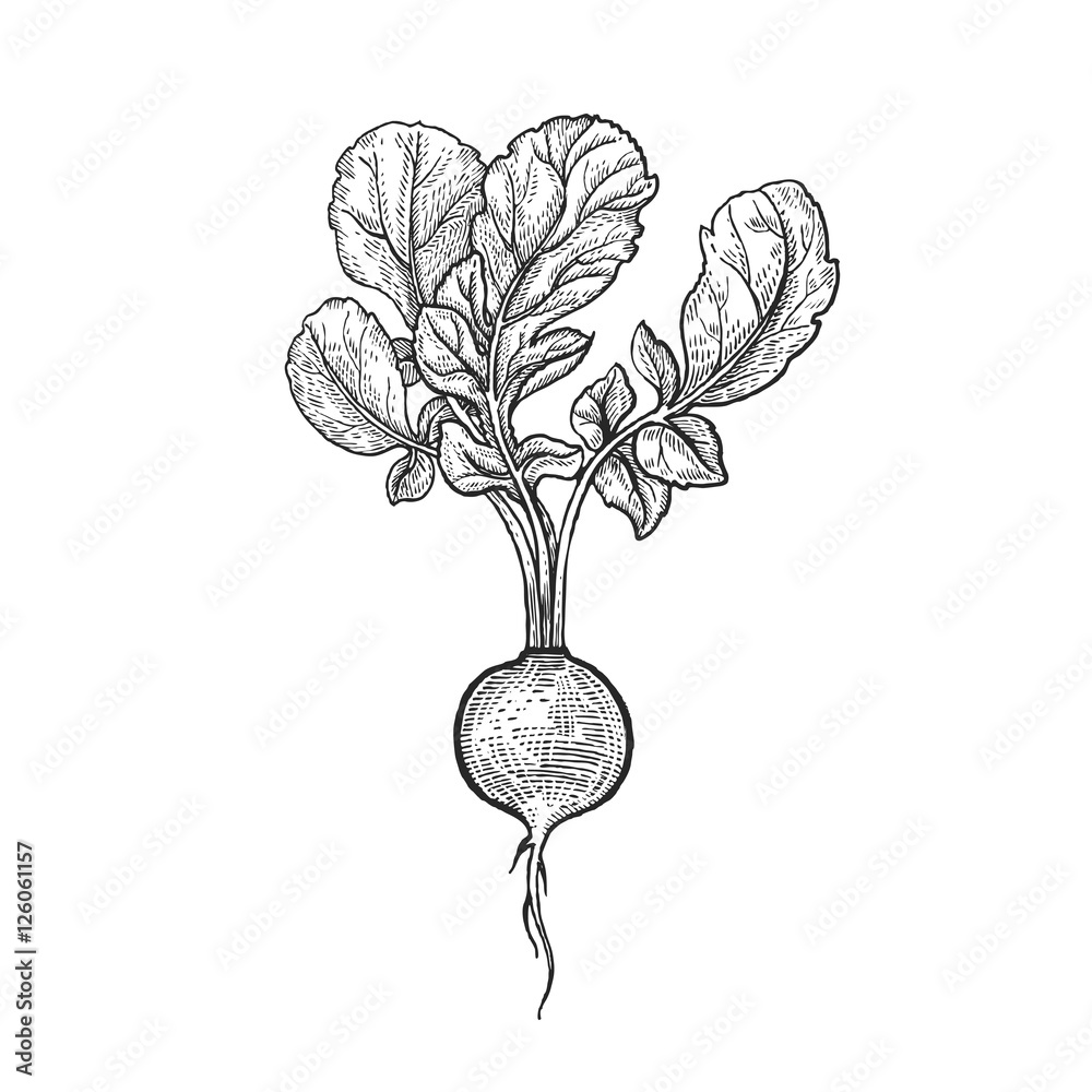 Hand drawing vegetables radish. Stock Vector | Adobe Stock