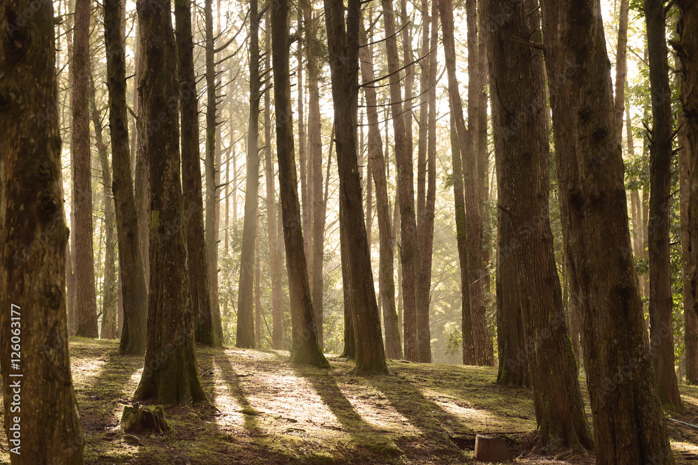 Green forest with ray of light,Thailand Stock Photo | Adobe Stock
