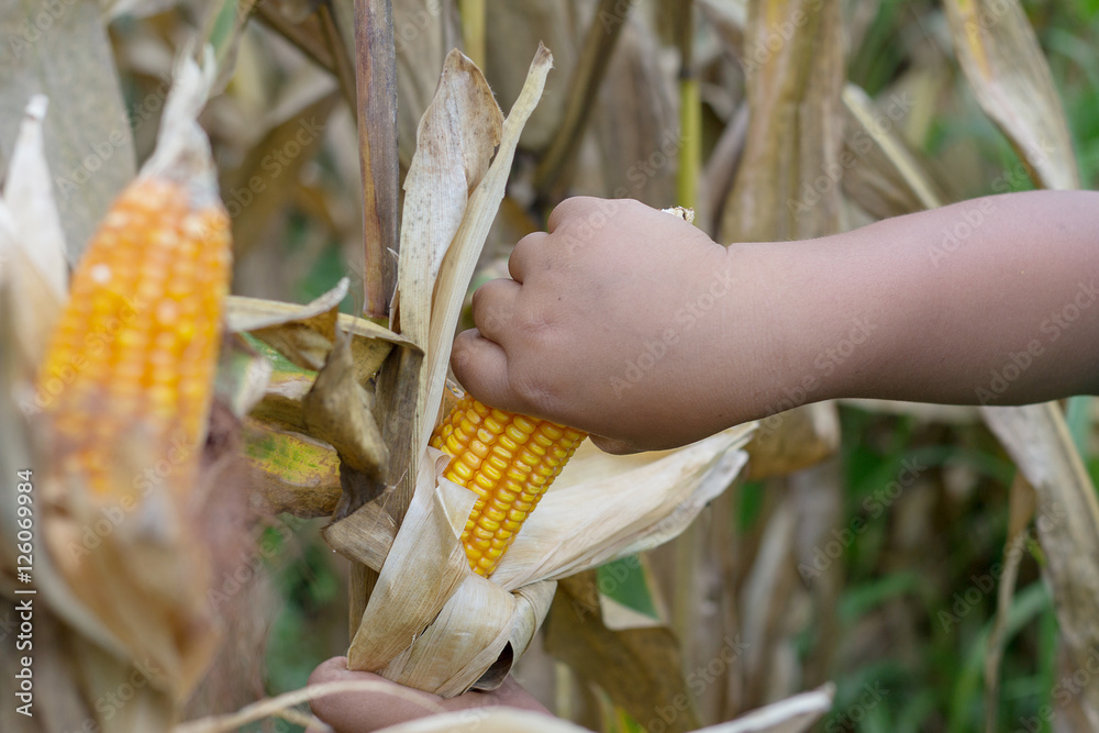 Poor Asian boy check and harvesting his corn on corn field at So Stock ...