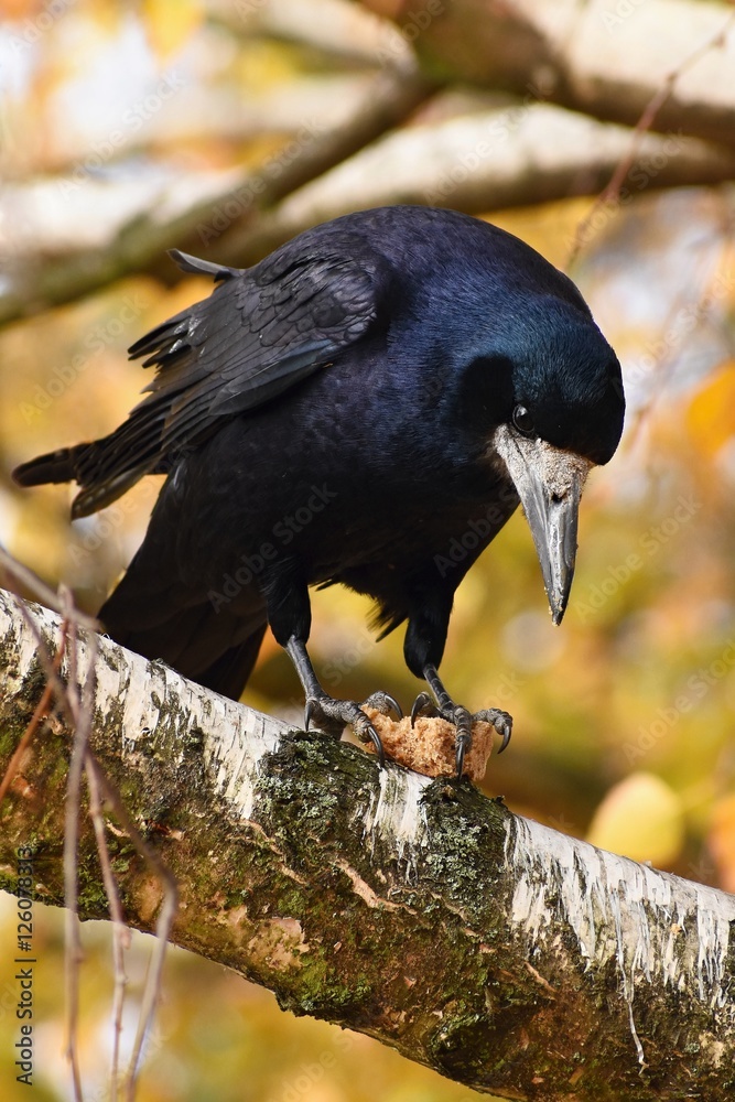 Beautiful picture of a bird - raven / crow in autumn nature. (Corvus ...