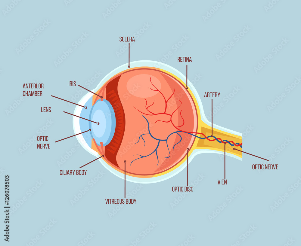 Human eye color structure anatomy scheme. Vector flat cartoon ...
