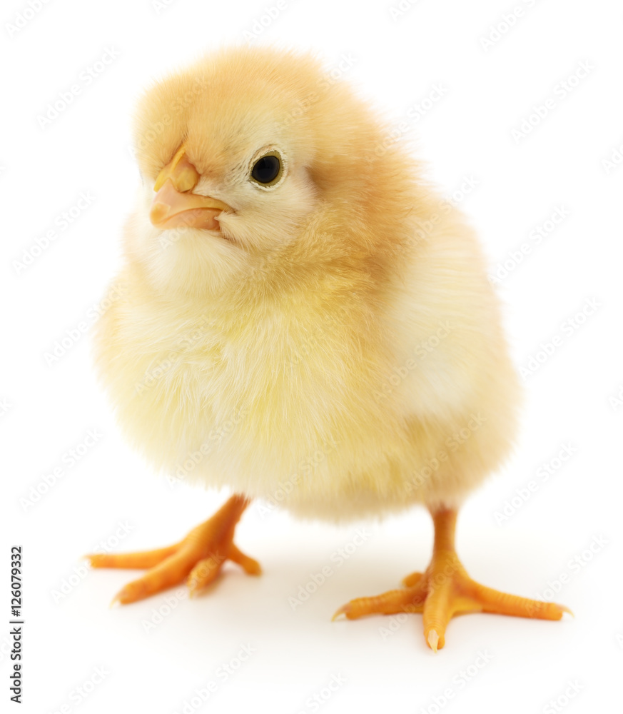 Small yellow chicken. Stock Photo | Adobe Stock