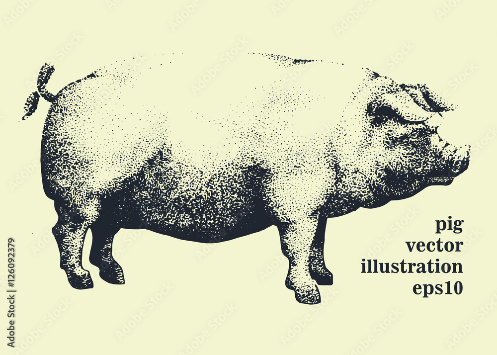 Vector illustration of pig, hand drawing . Stock Vector | Adobe Stock