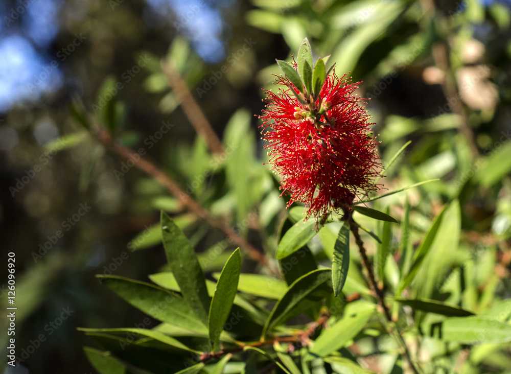 callistemon citrinus Stock Photo | Adobe Stock