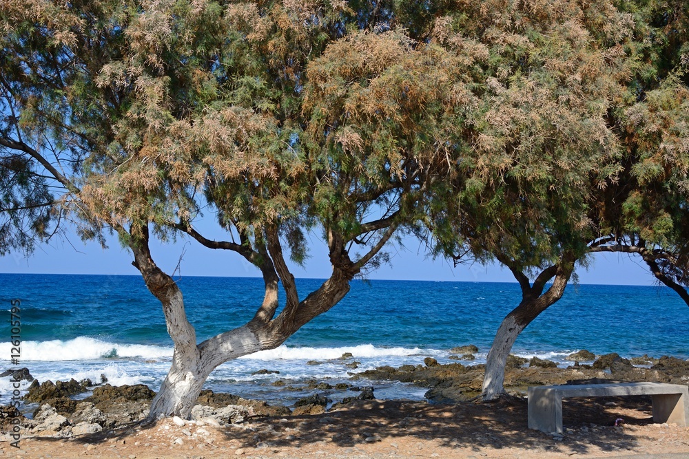 Trees on the beach with the sea to the rear, Milatos, Crete. Stock ...