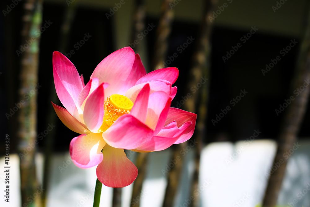 Flower lotus beautiful, background lotus flower, the lotus flower ...
