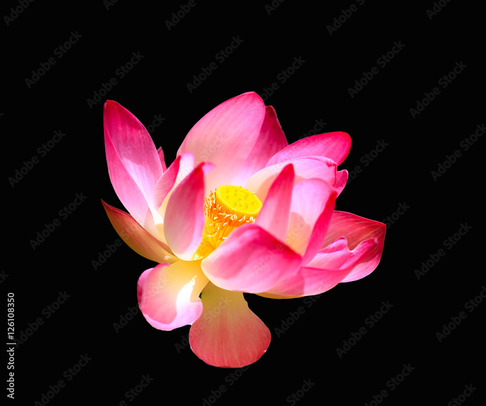 Flower lotus beautiful, background lotus flower, the lotus flower ...