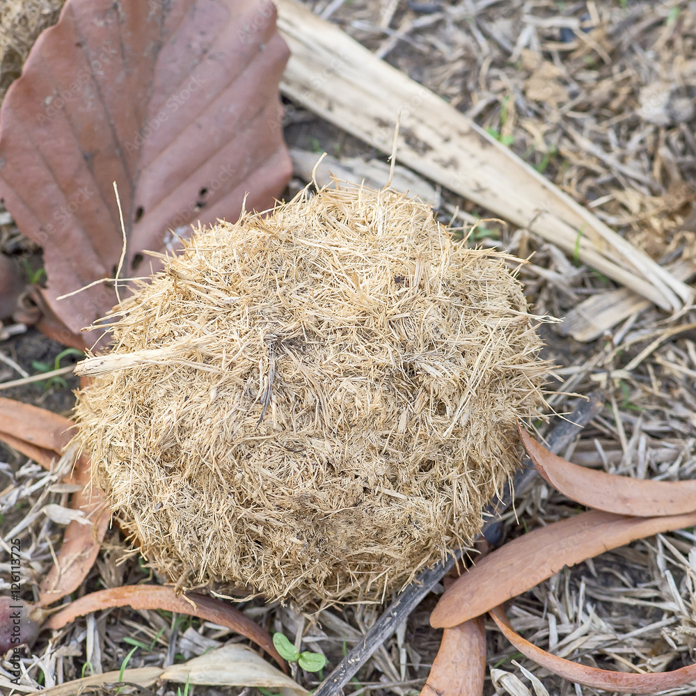 Feces of elephant Stock Photo | Adobe Stock