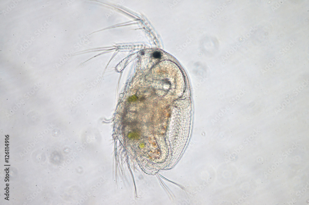 Water flea (Moina macrocopa) under microscope view foto de Stock ...