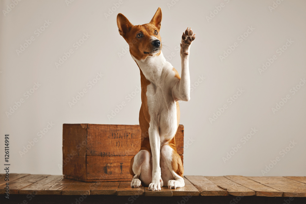 Cute obedient brown and white basenji dog giving a high five sitting on ...