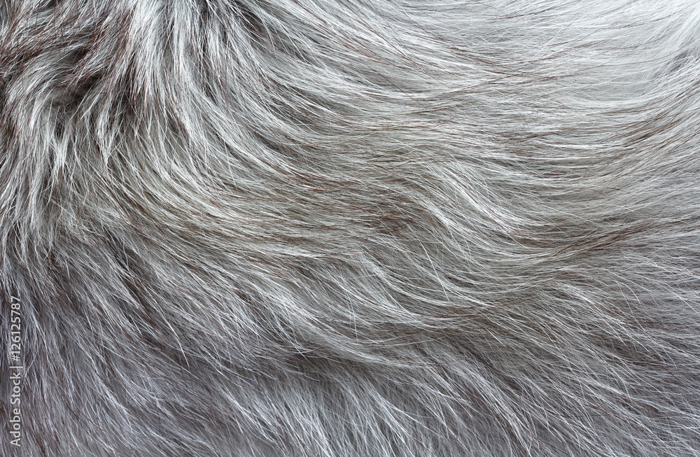 gray fluffy fur with long pile texture for background Stock Photo ...