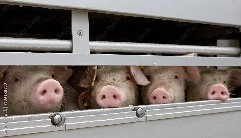 Pig transport. Piglets in truck. Animal welfare. Animal transport Stock ...