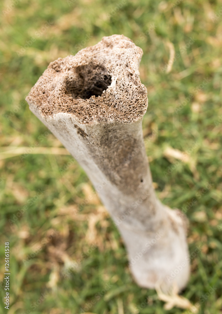 bone of an animal in nature Stock Photo | Adobe Stock