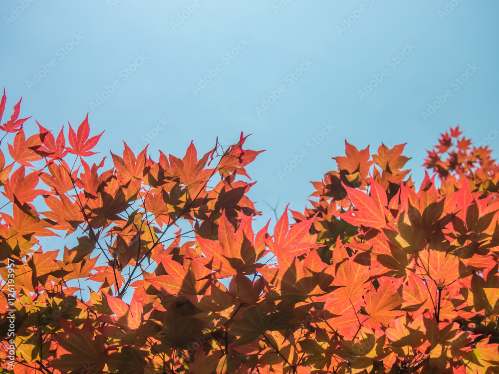 Red Momiji Maple Leaves at the World Heritage Forest Kumano Kodo Stock ...