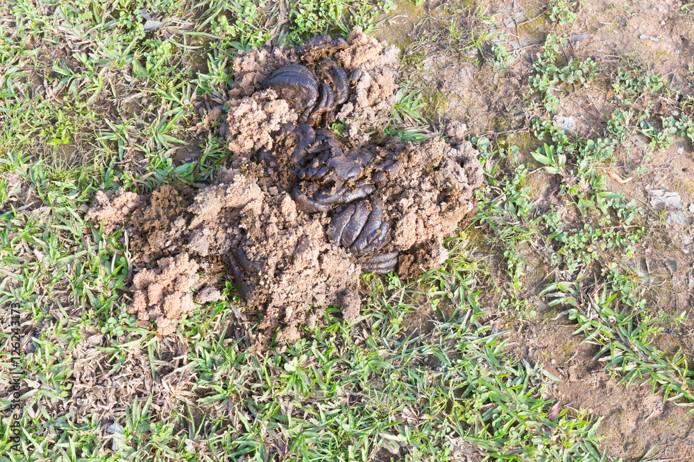 buffalo dung.Buffalo dung can be used as fertilizer. Stock Photo ...