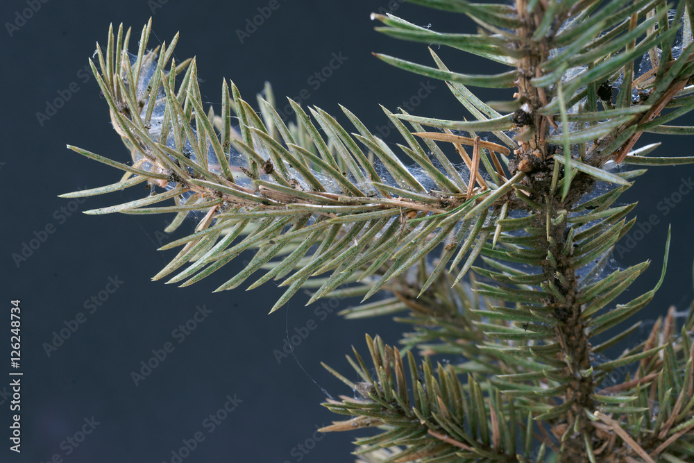 Spruce spider mite ( Oligonychus ununguis ) on spruce Stock Photo ...