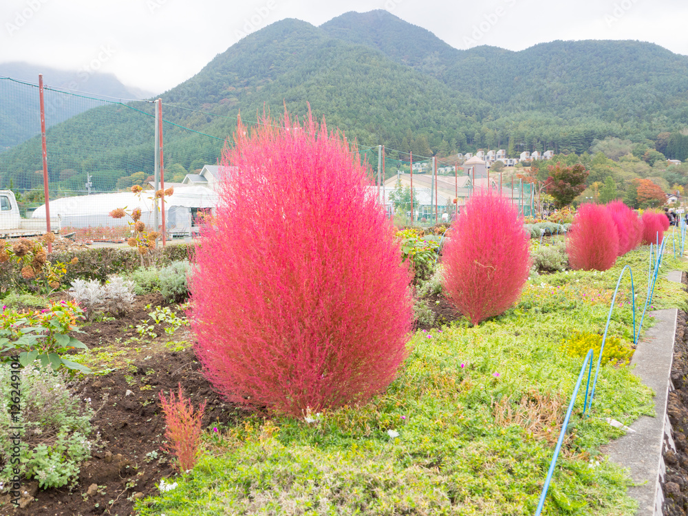 Red Kochia plant at Kawaguchiko lake in Japan Stock Photo | Adobe Stock