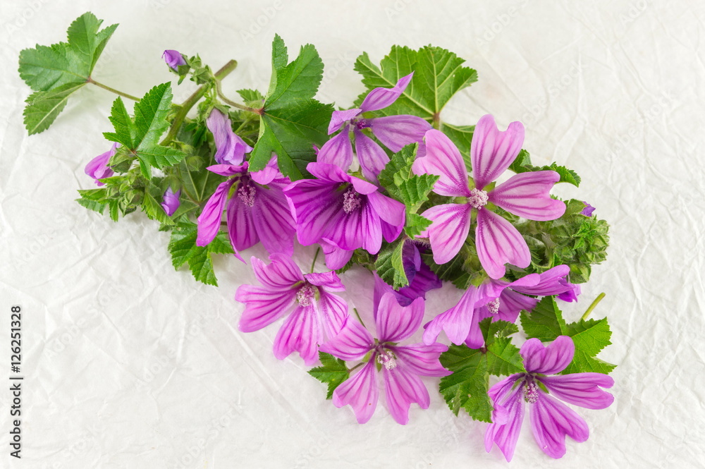 Malva Sylvestris (mallow) Flower/leaf/stem Extract Sale Retailer | www ...