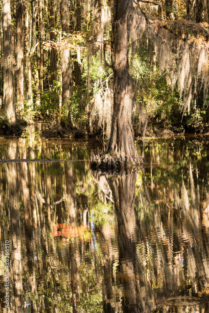 swamp landscape in South Carolina Stock-Foto | Adobe Stock