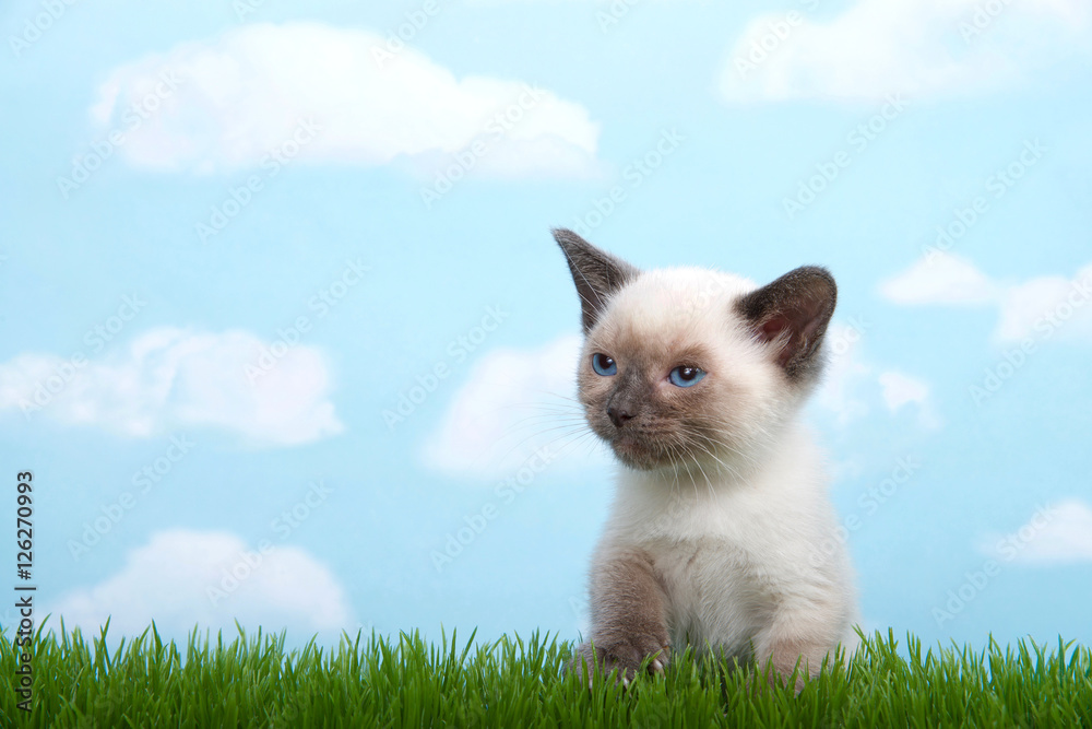 One tiny siamese kitten with munchkin traits sitting in grass looking ...