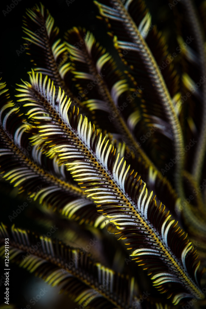 Crinoid Feather Star (Crinoidea) in the Andaman Sea, Thailand Stock ...