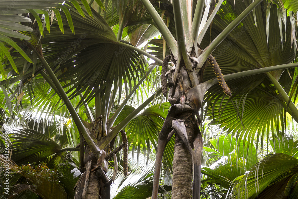 Coco de mer, coco fesse, Lodoicea maldivica, Réserve naturelle, Vallée ...