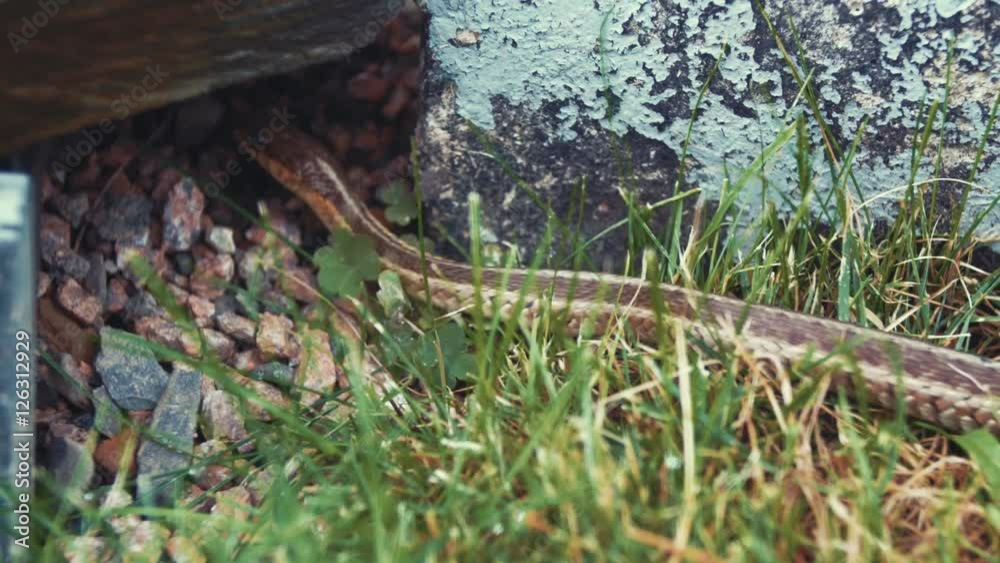 A garter snake slithers under a rock Stock Video | Adobe Stock