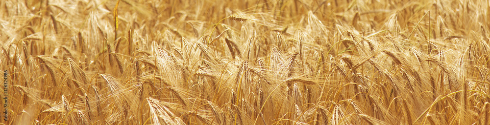 barley field background Stock Photo | Adobe Stock