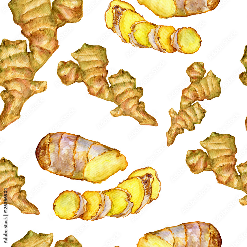 Watercolor ginger root, Hand drawn ginger illustration isolated on ...