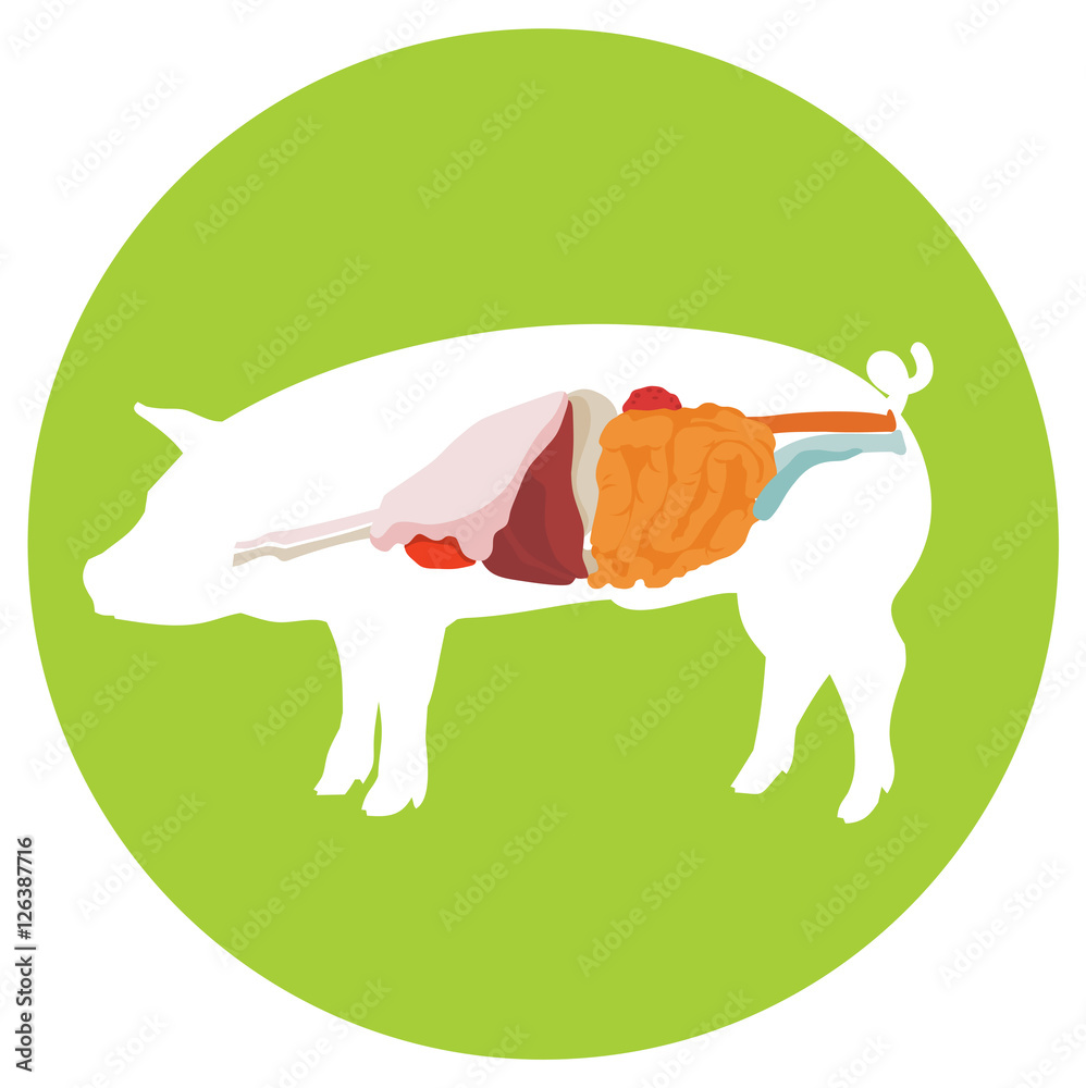 pig anatomy. digestive system. Stock Illustration | Adobe Stock