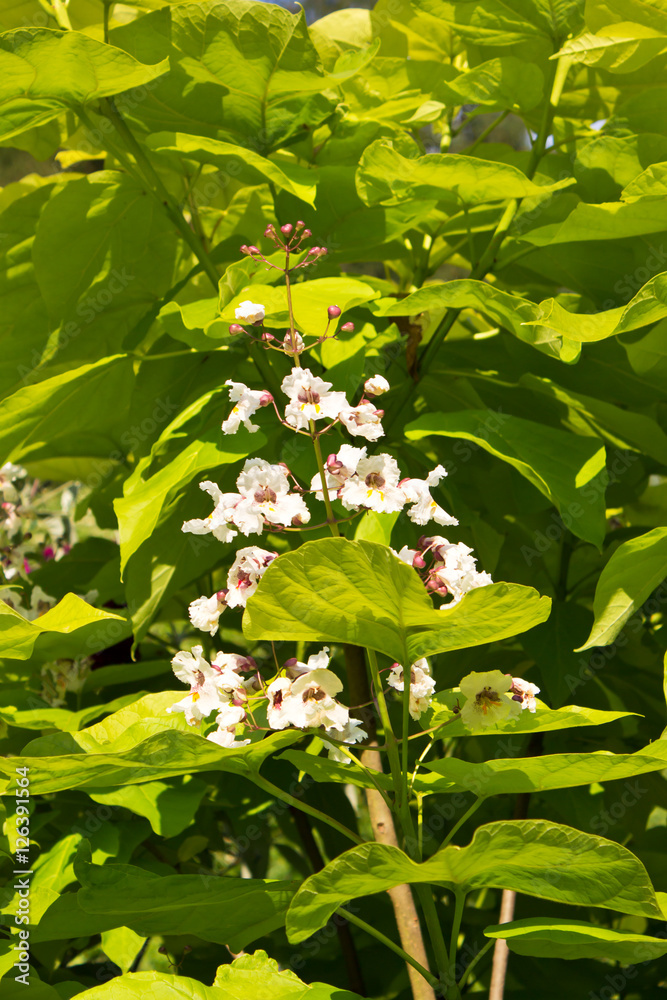 Gold-Trompetenbaum, Goldtrompetenbaum (Catalpa bignonioides aure Stock ...