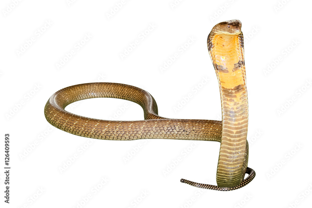 Cobra Snake Side View