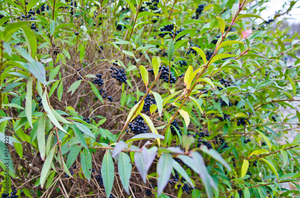 Ligustrum Vulgare Common Privet