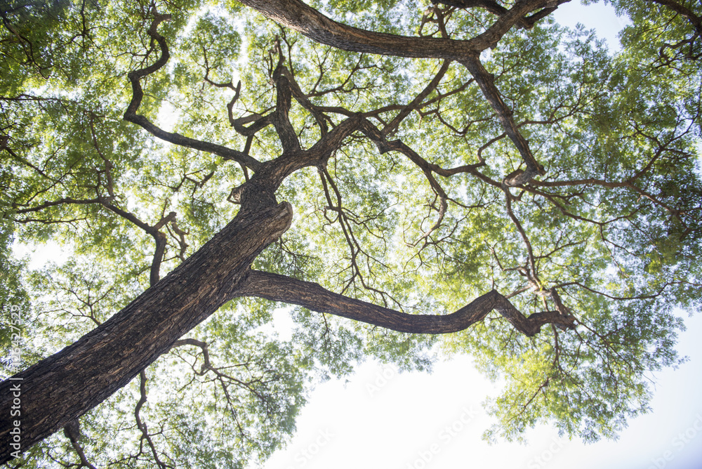 big green tree Stock Photo | Adobe Stock