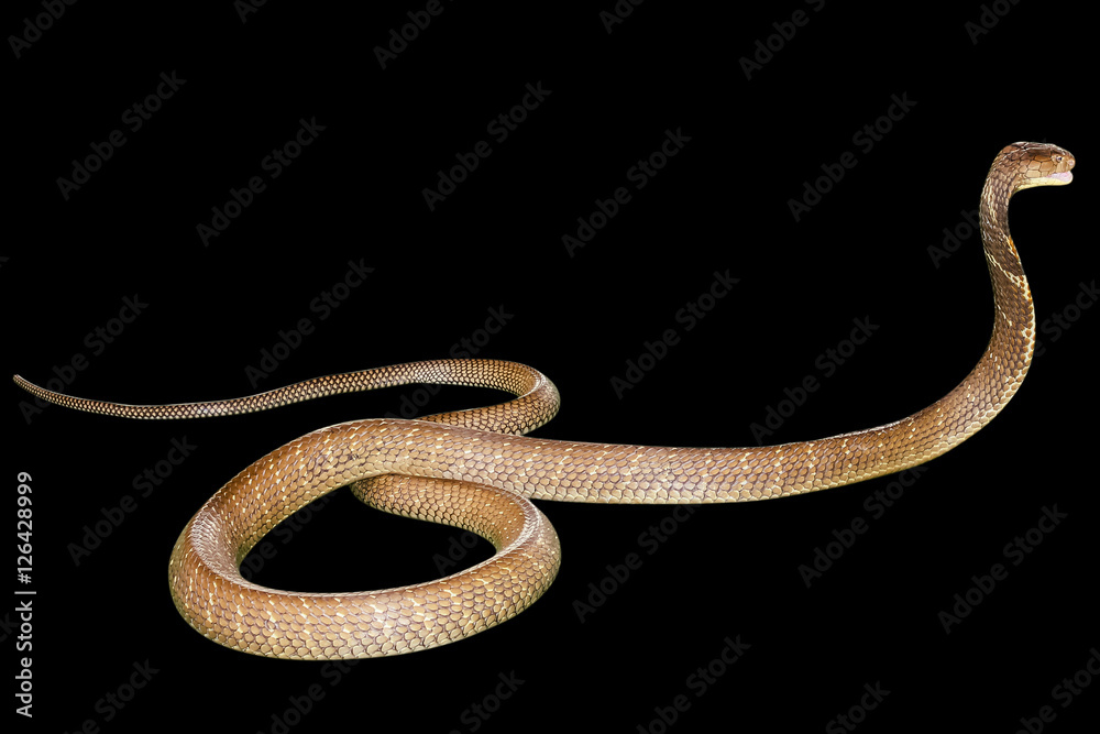 Cobra Snake Side View